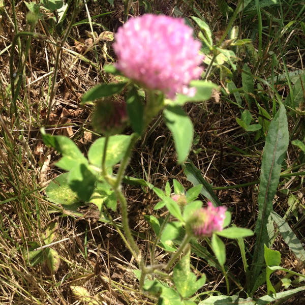 Red Clover | Project Noah