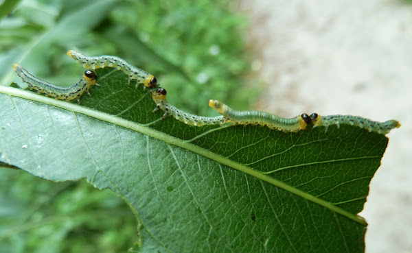 Sawfly larvae | Project Noah