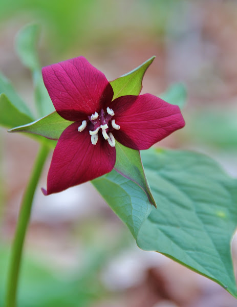 Trillium | Project Noah