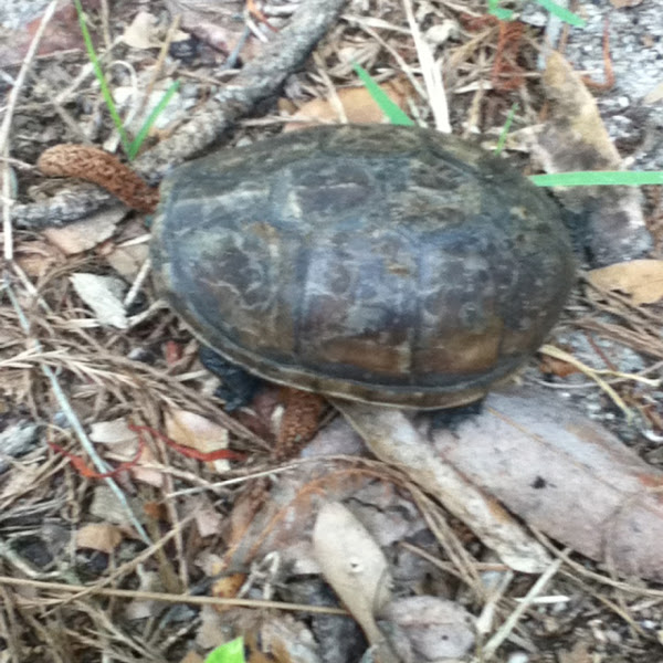 Florida mud turtle | Project Noah