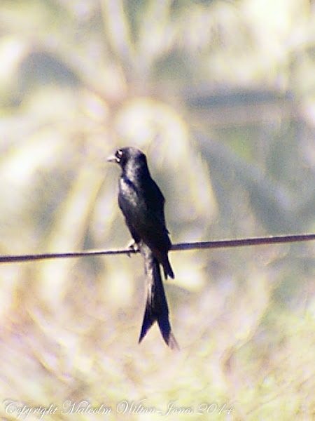 Black Drongo | Project Noah