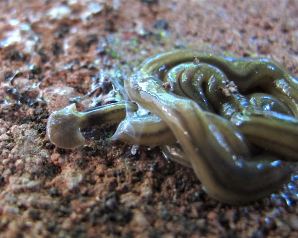Hammerhead Worm | Project Noah