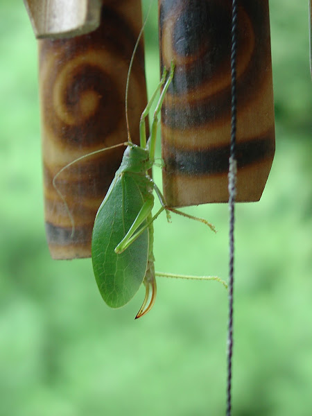 Katydid | Project Noah