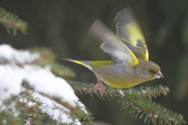 European Greenfinch | Project Noah
