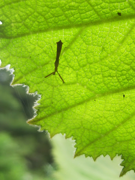 Thread-legged Assassin Bug | Project Noah
