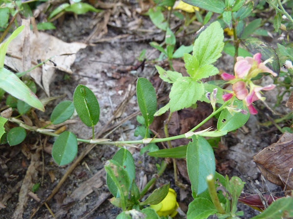 White Moneywort, Alyce Clover, One-leaf Clover | Project Noah