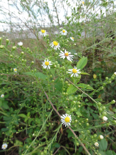Hairy White Oldfield Aster | Project Noah