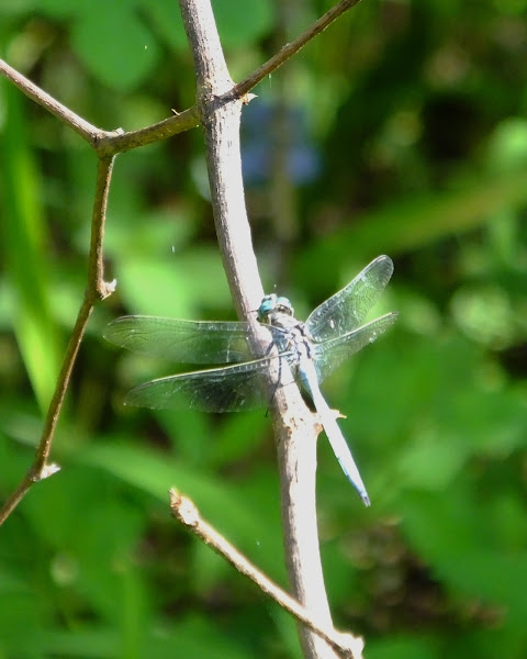 dragonfly | Project Noah