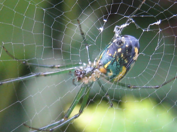 Orchard Orbweaver | Project Noah