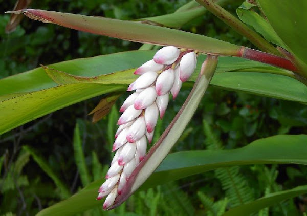 Shell Ginger | Project Noah