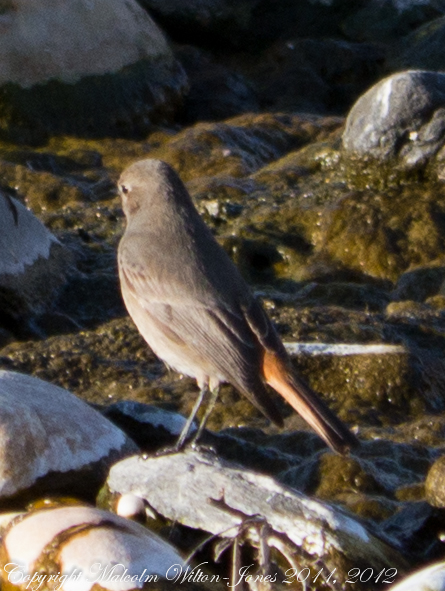 Black Redstart; Colirrojo Tizón | Project Noah