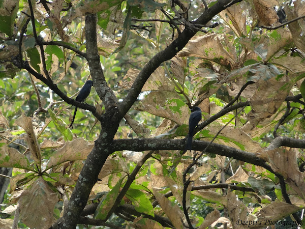 Black drongo | Project Noah