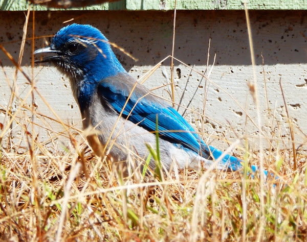 Western Scrub Jay | Project Noah