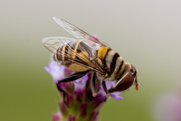 syrphidae fly | Project Noah