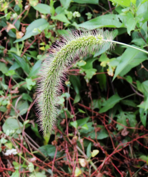 Giant foxtail | Project Noah