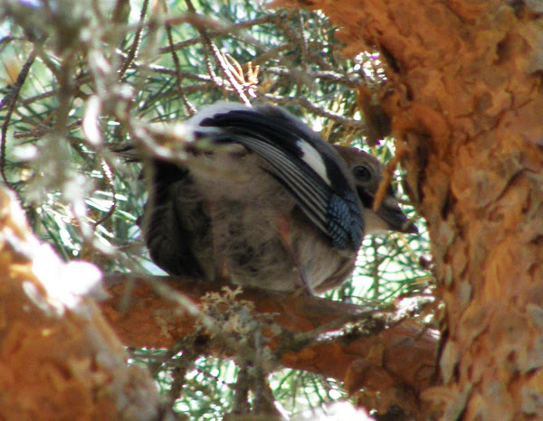 Arrendajo/Eurasian Jay | Project Noah
