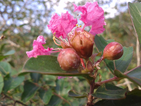 Crepe myrtle | Project Noah