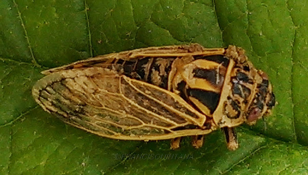 Cicada | Project Noah