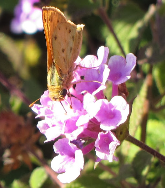 Fiery Skipper | Project Noah