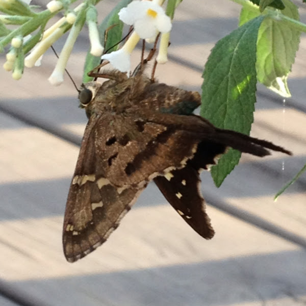 Long-tailed Skipper | Project Noah