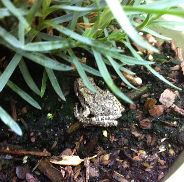 Cope's Gray Treefrog | Project Noah