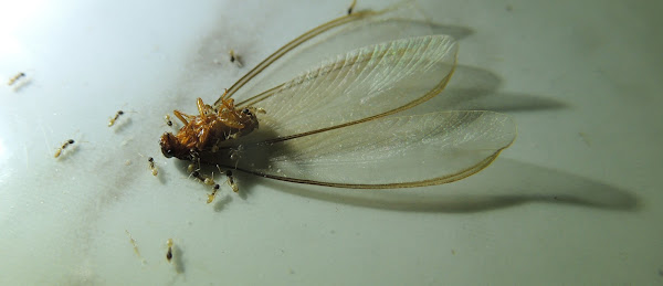 Pharaoh Ant; Asian Subterranean Termite | Project Noah