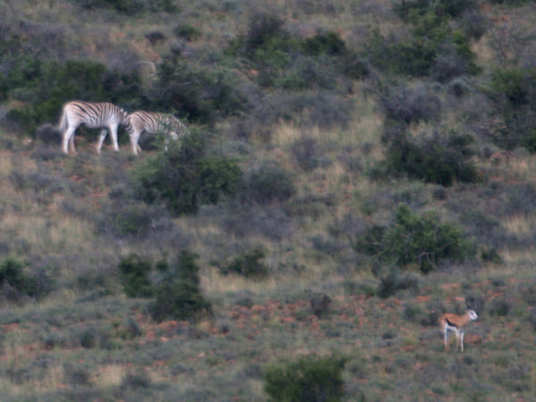 Burchell's Zebra | Project Noah