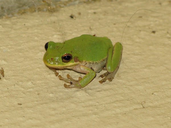 Squirrel Tree Frog | Project Noah