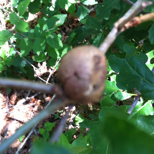 Oak apple gall | Project Noah