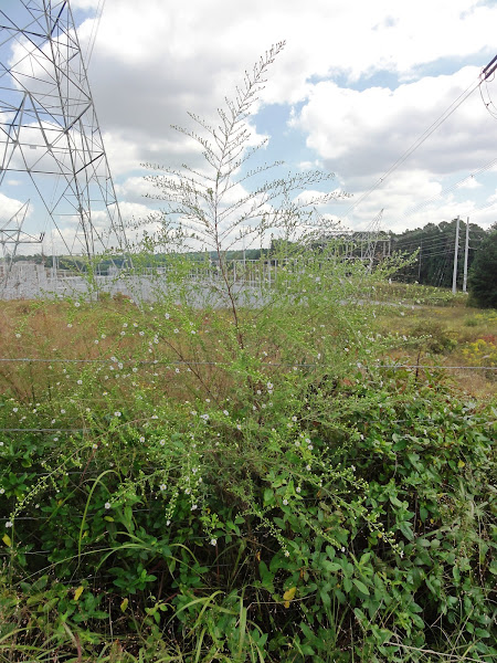 Hairy White Oldfield Aster | Project Noah