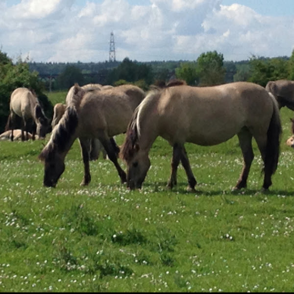 Horse | Project Noah