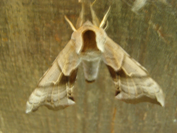 One-eyed Sphinx Moth | Project Noah
