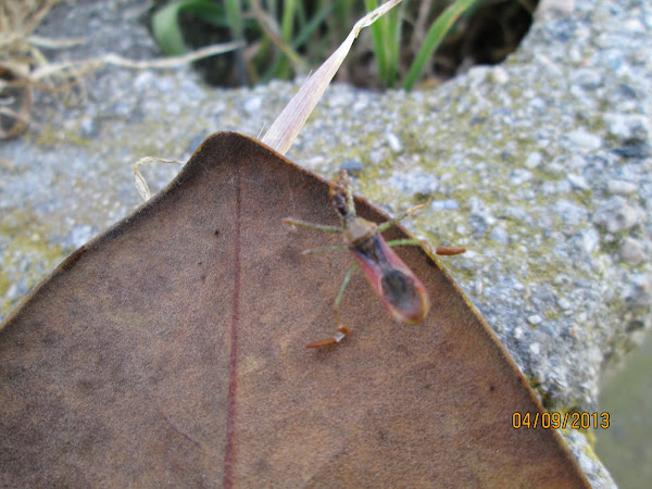 Leafhopper Assassin Bug | Project Noah