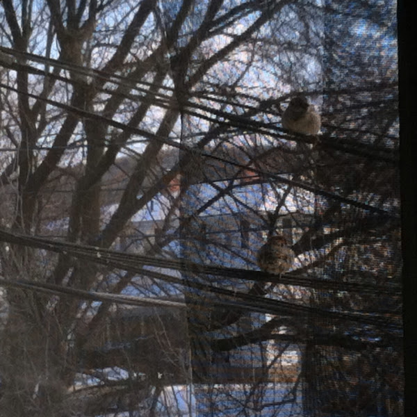 House Sparrow | Project Noah