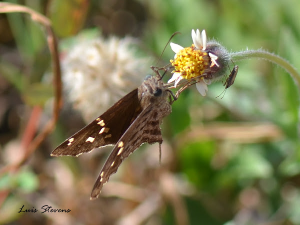 Longtail Skipper | Project Noah