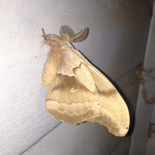Polyphemus Moth | Project Noah