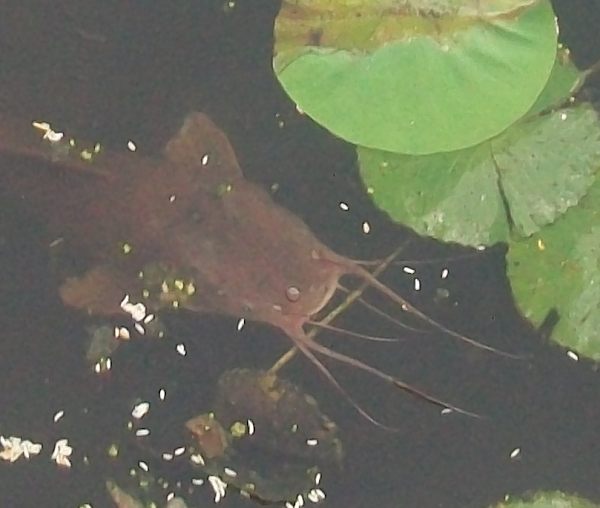 catfish | Project Noah