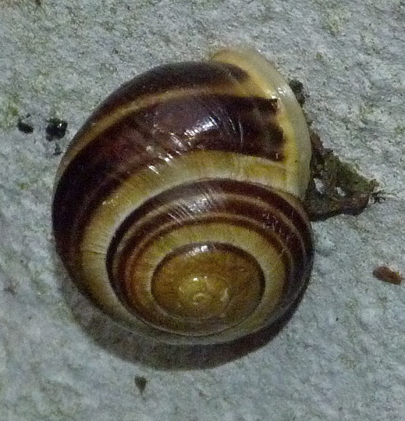 White lipped snail | Project Noah