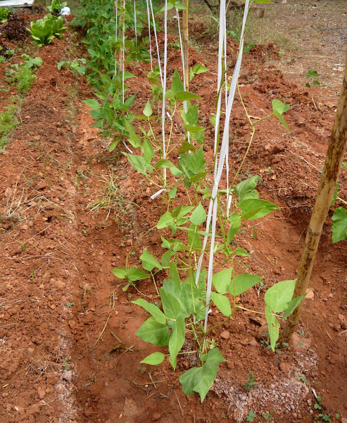 Judías verdes. Green beans | Project Noah