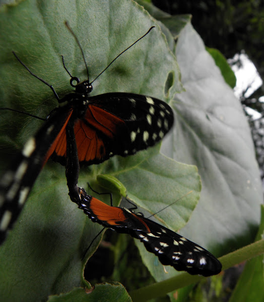 mating hecale longwings | Project Noah