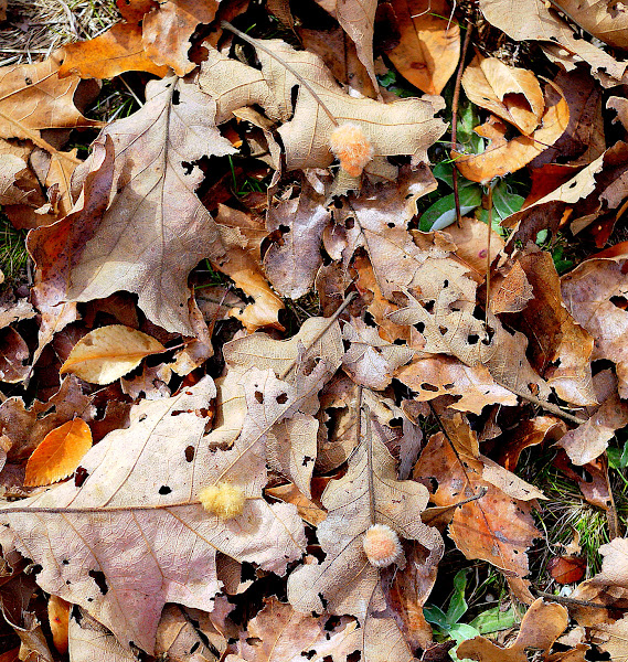 oak leaf gall | Project Noah