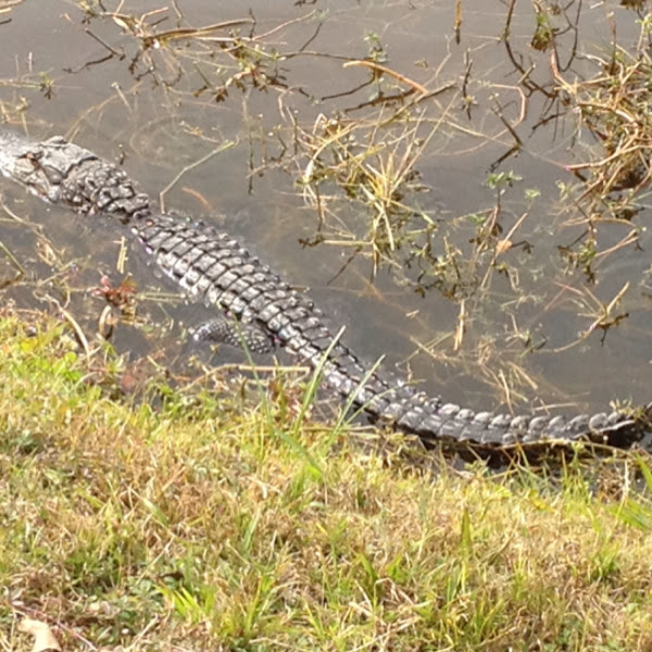 American Alligator | Project Noah
