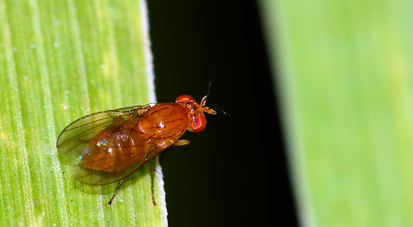 Tiny red/orange fly - | Project Noah