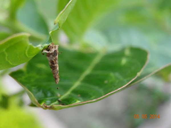 Bagworm Moth larva | Project Noah