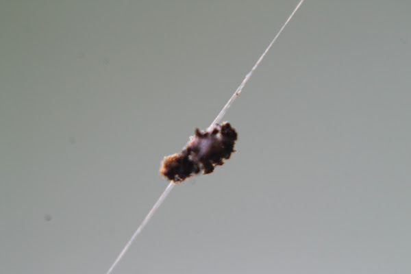 SpinyBacked Orb Weaver | Project Noah