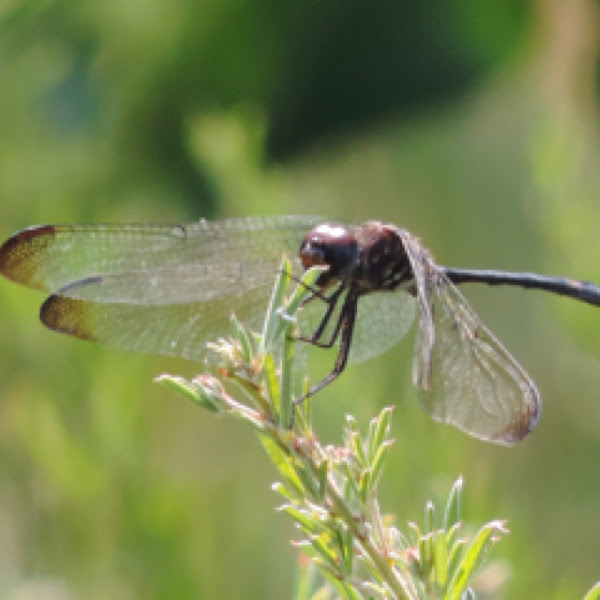 Swift Setwing | Project Noah