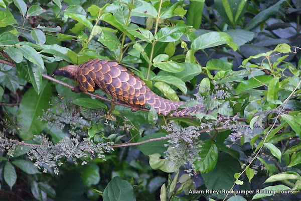 Long-tailed Pangolin | Project Noah