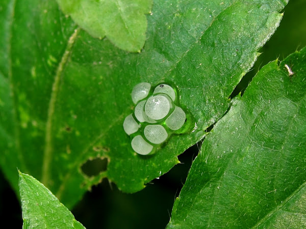 Tree Frog Eggs | Project Noah