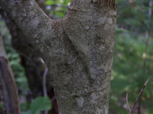 American Beech | Project Noah