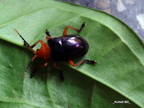 Leaf beetle | Project Noah
